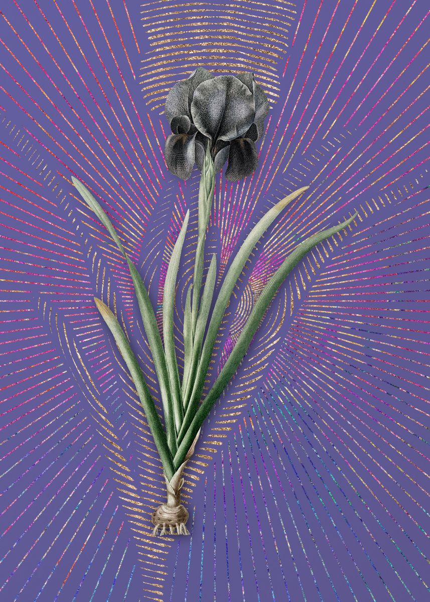'Vintage Mourning Iris' Poster by Holy Rock Design | Displate