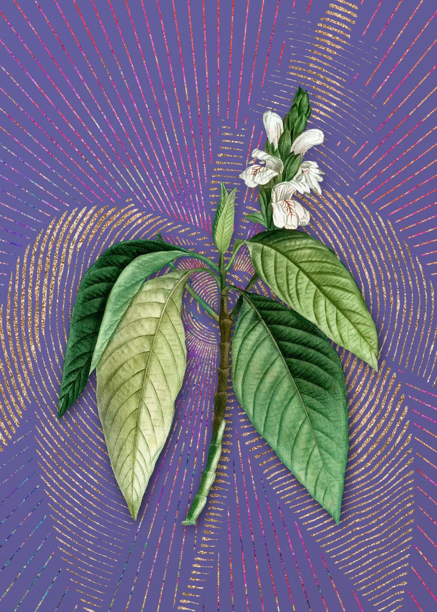'Vintage Malabar Nut Purple' Poster, picture, metal print, paint by ...