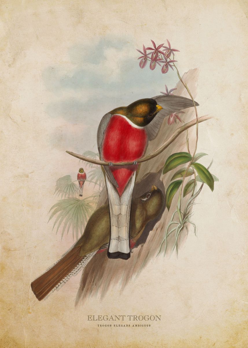 'Elegant Trogon' Poster by Aged Pixel | Displate
