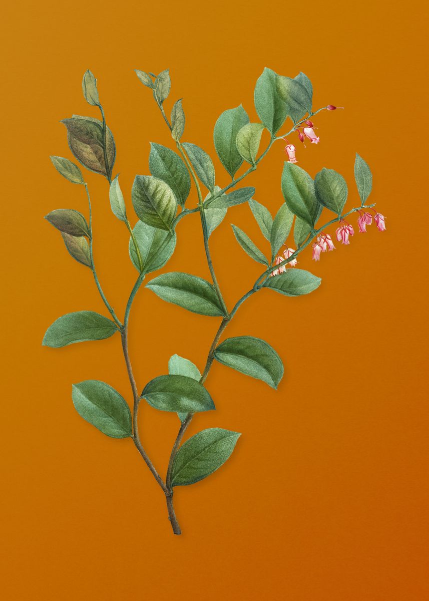 'Andromeda Axillaris Bloom' Poster by Holy Rock Design | Displate