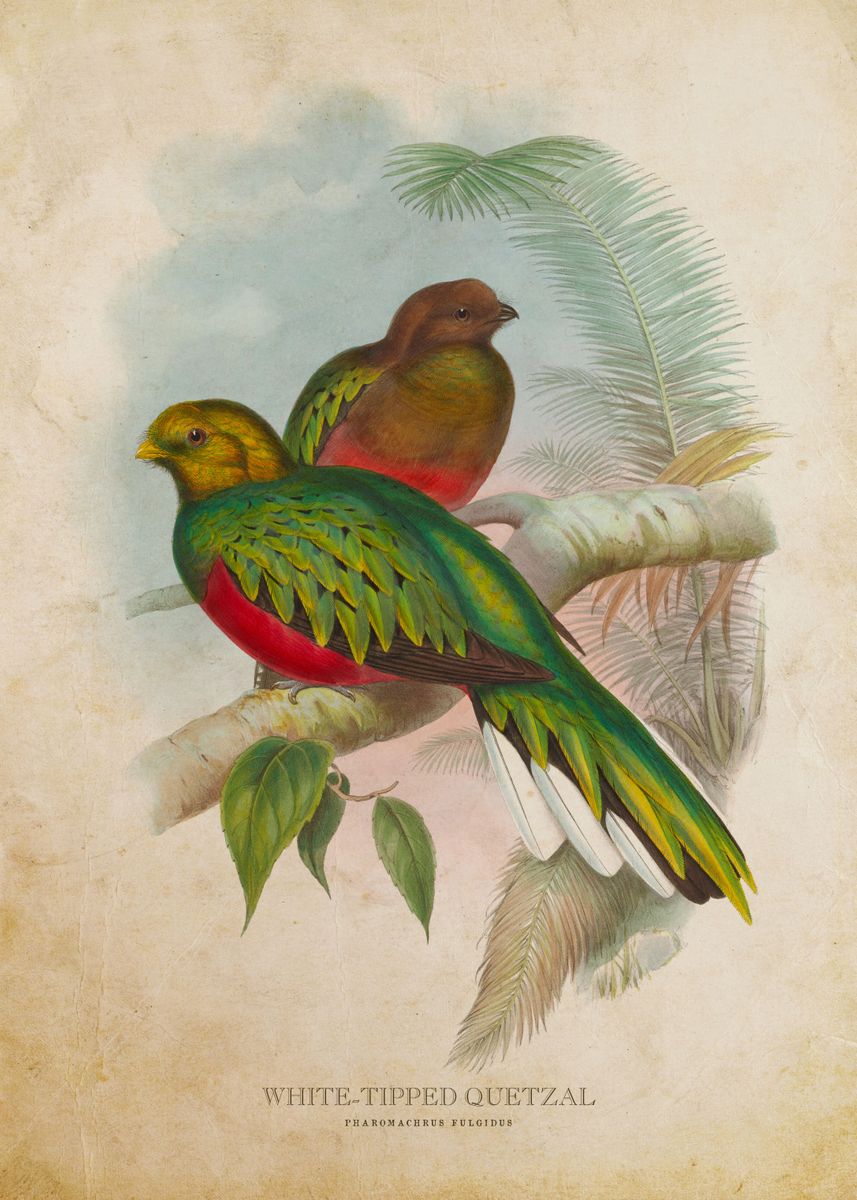 'White Tipped Quetzal' Poster, picture, metal print, paint by Aged ...