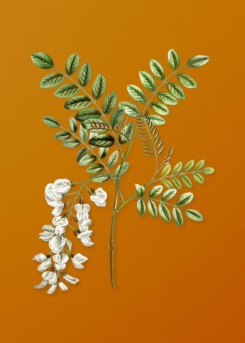 'Vintage Black Locust' Poster, picture, metal print, paint by Holy Rock ...