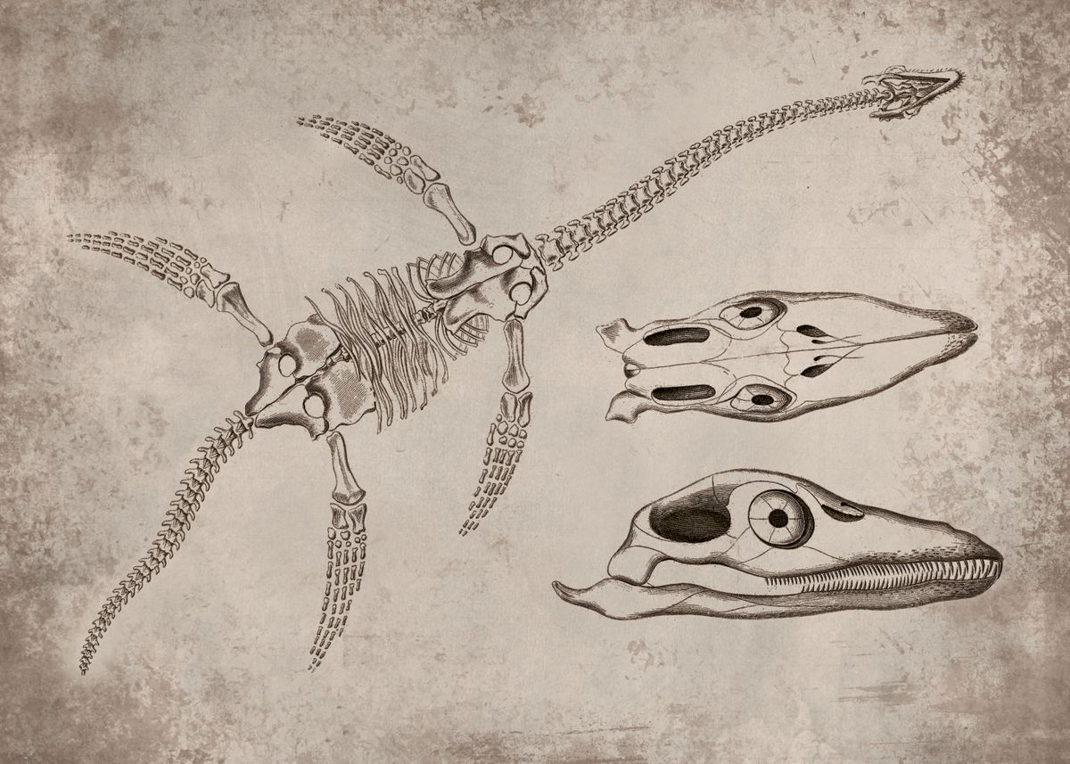 'Plesiosaurus Fossil' Poster by XandYart | Displate