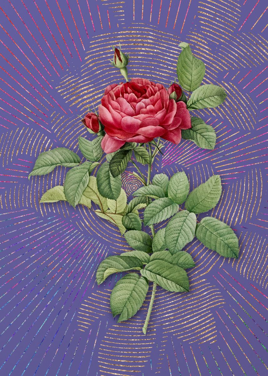'Violet Red Gallic Rose 2' Poster, picture, metal print, paint by Holy ...
