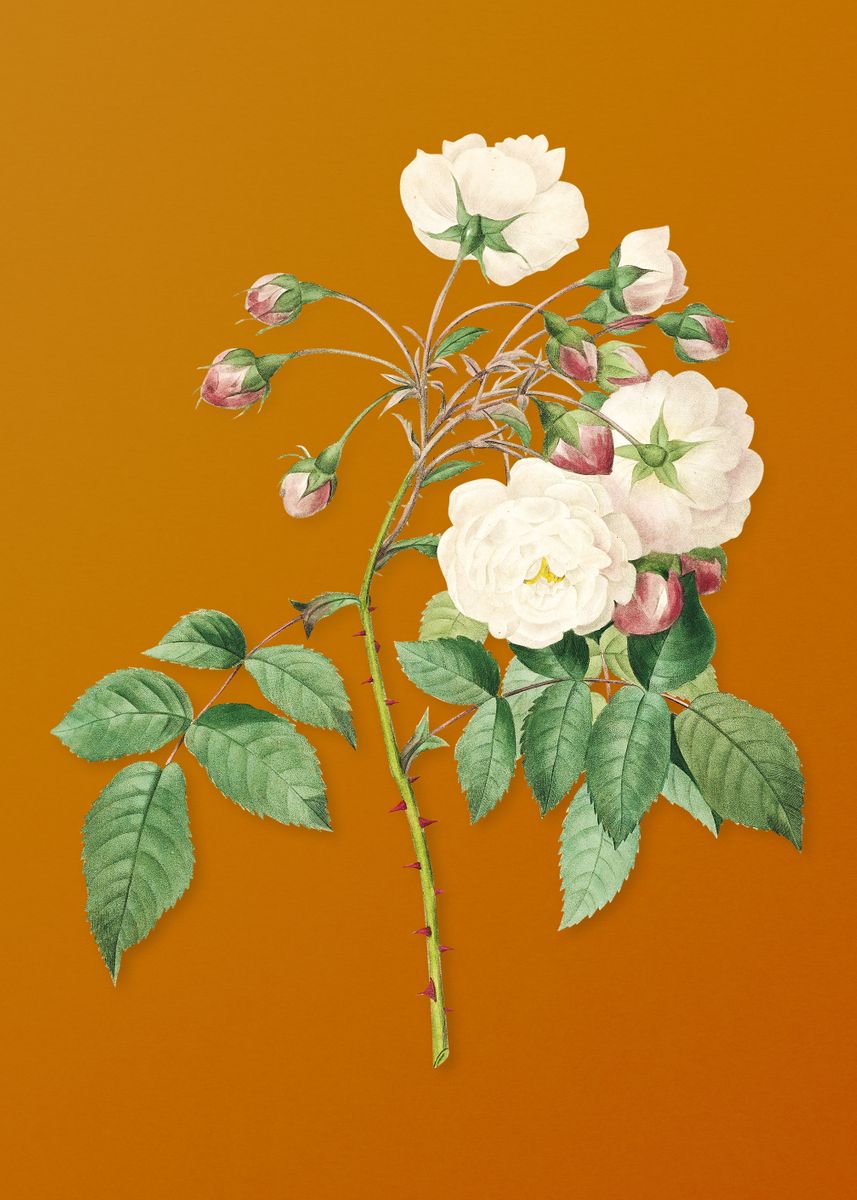 'Adelia Aurelianensis' Poster, picture, metal print, paint by Holy Rock ...