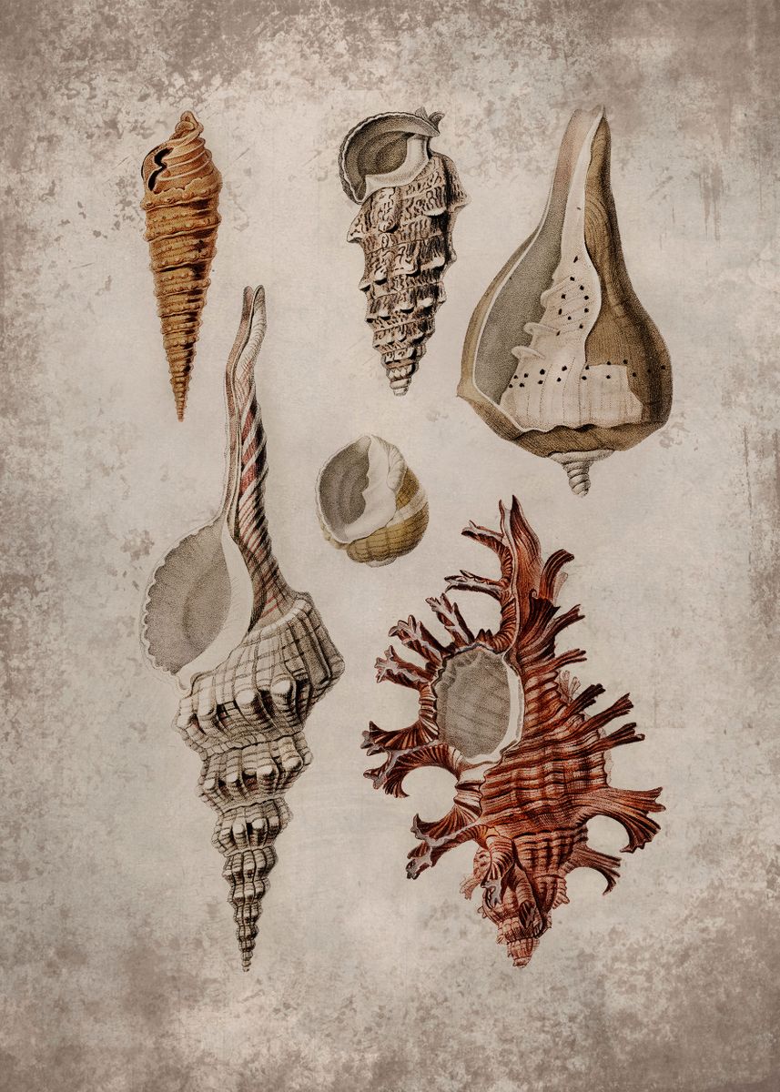 'Mollusk Shell Collage 1' Poster, picture, metal print, paint by ...