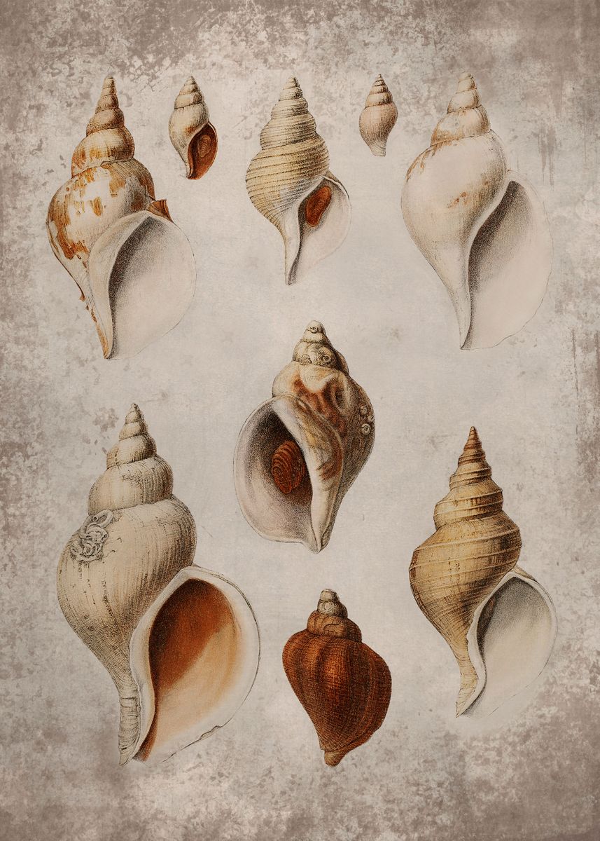 'Mollusk Shell Collage 1' Poster, picture, metal print, paint by ...