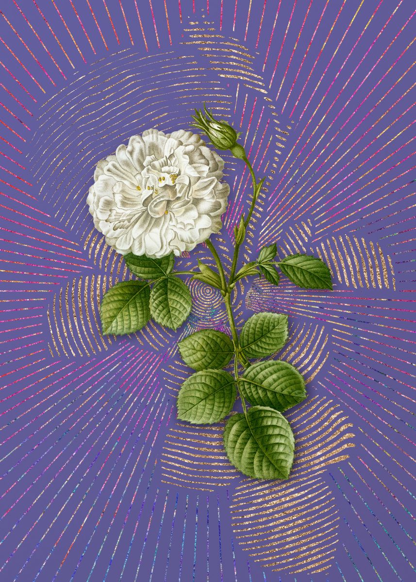'White Rose of York 3 Art' Poster, picture, metal print, paint by Holy ...
