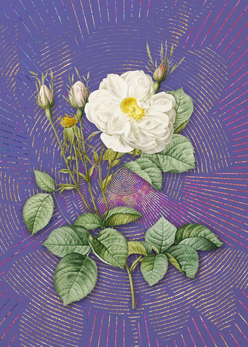 'White Rose of York 2 Art' Poster, picture, metal print, paint by Holy ...