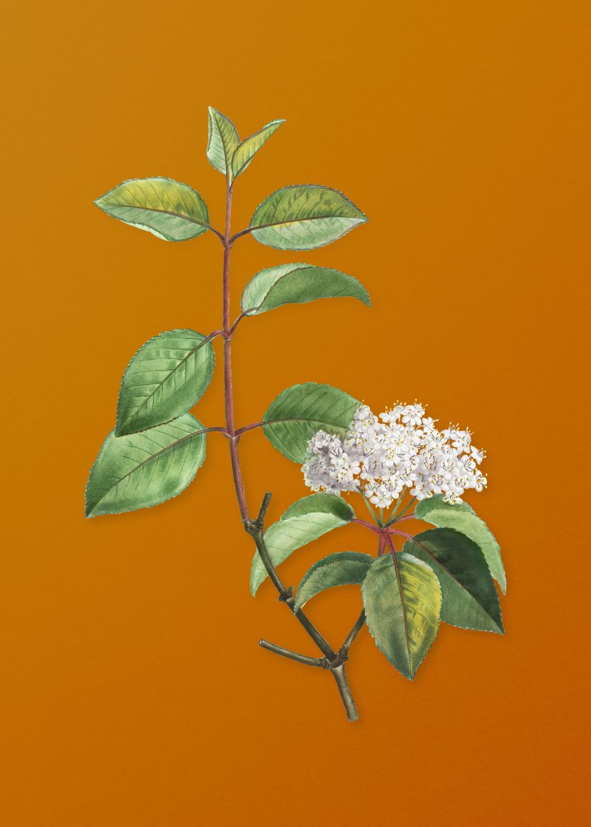 'Vintage Black Haw Flower' Poster by Holy Rock Design | Displate