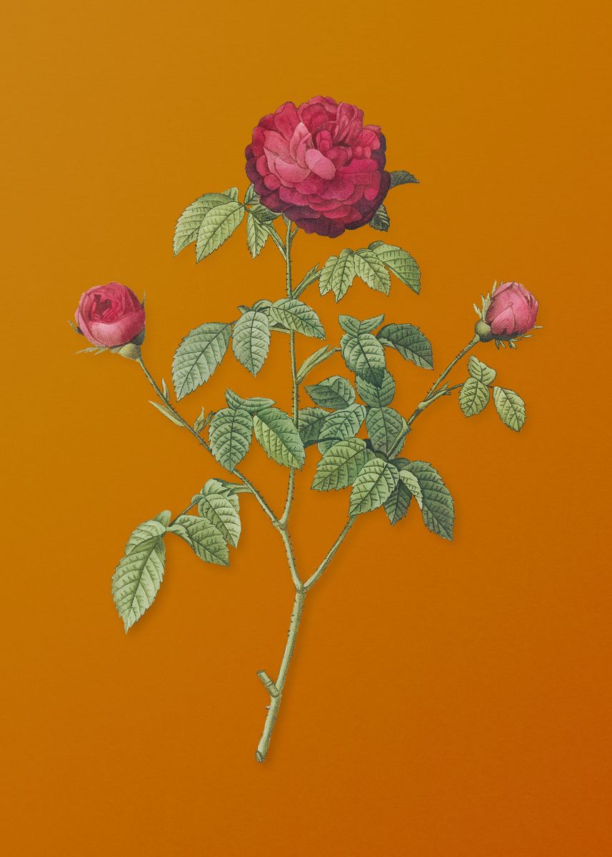 'Agatha Rose in Bloom' Poster, picture, metal print, paint by Holy Rock ...