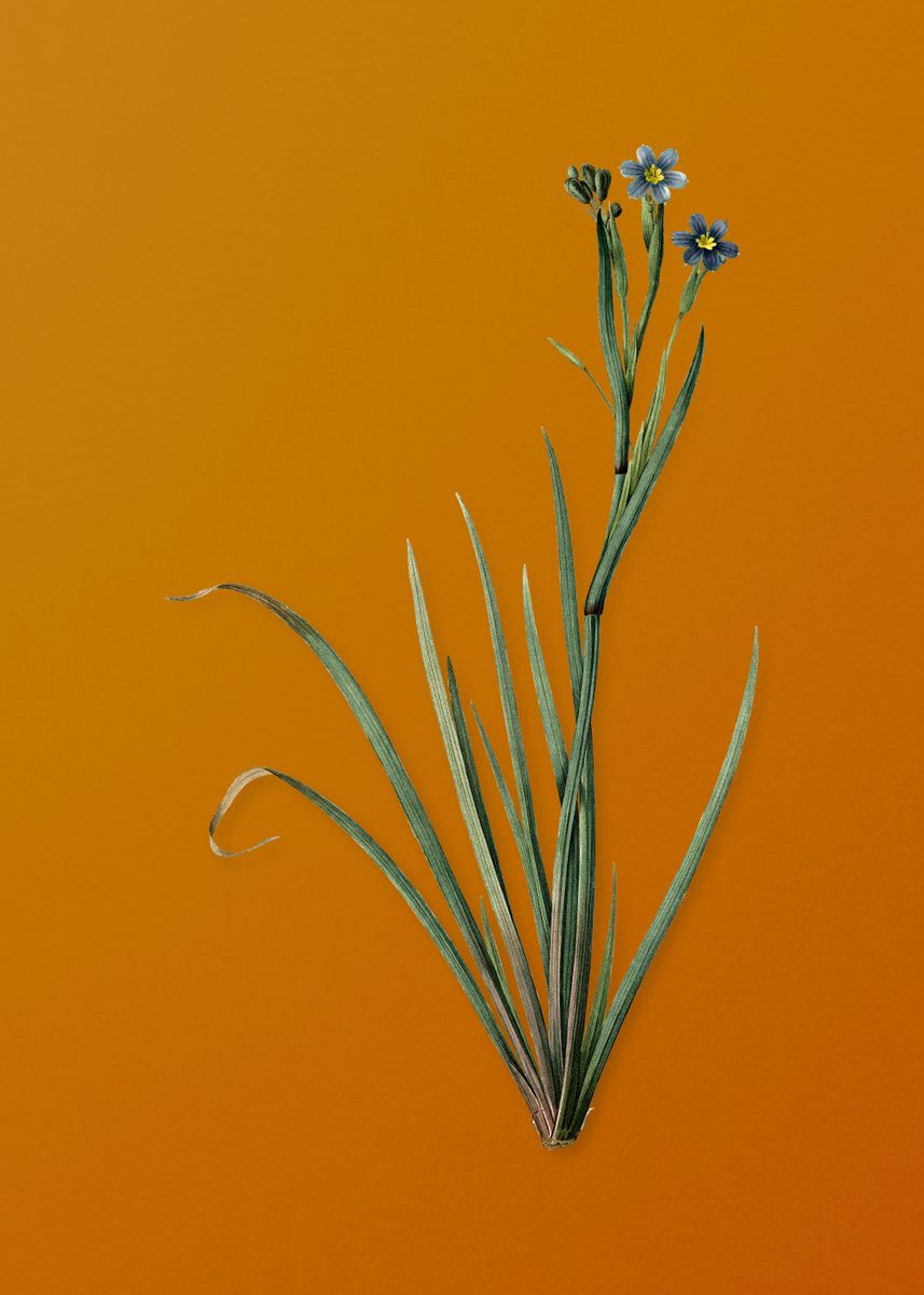 'Vintage Bermudiana Flower' Poster by Holy Rock Design | Displate