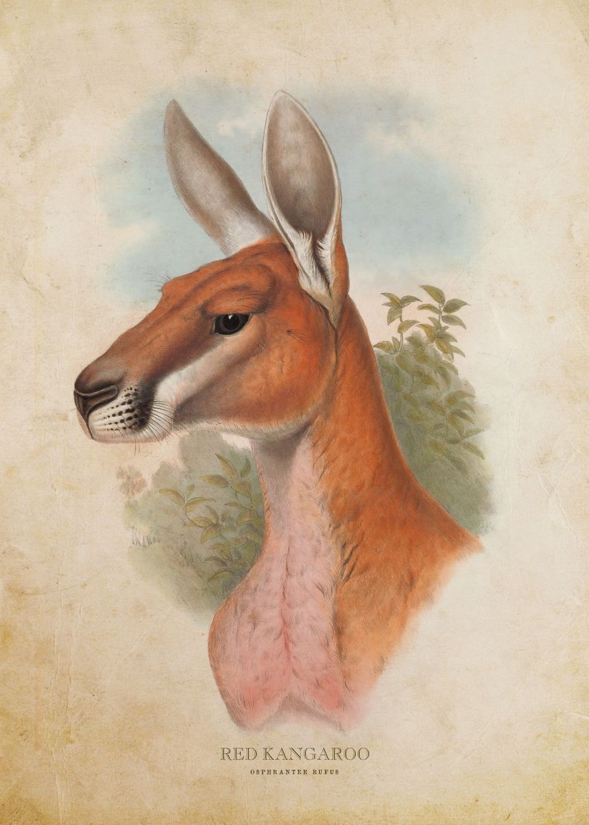'Red Kangaroo' Poster, picture, metal print, paint by Aged Pixel | Displate