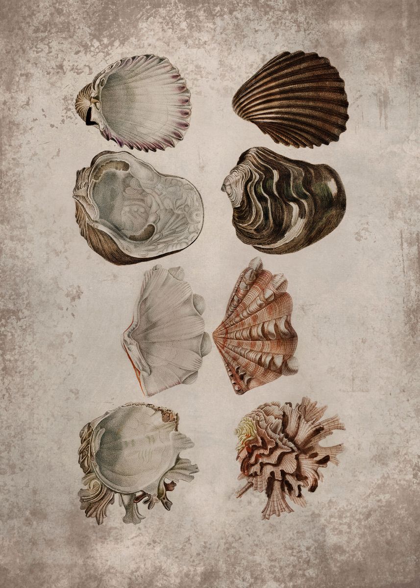 'Mollusk Shell Collage 4' Poster, picture, metal print, paint by ...