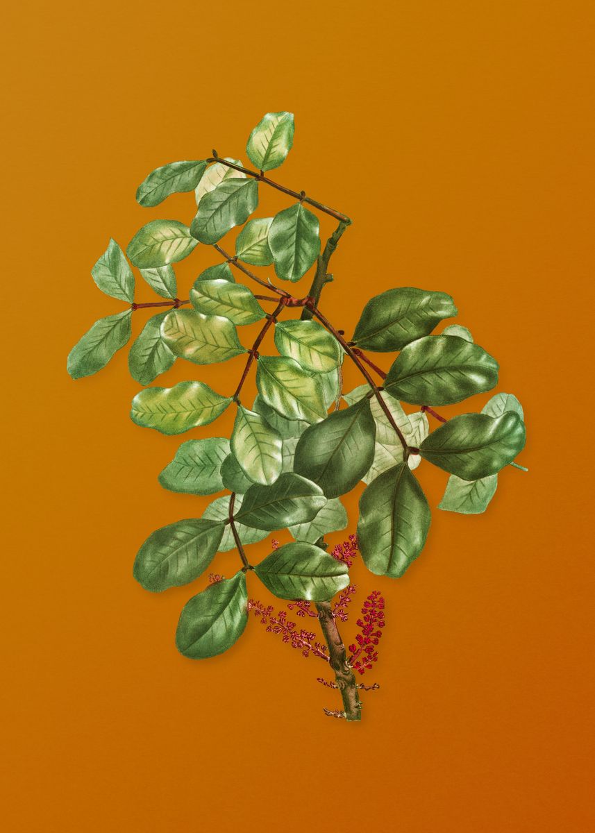 'Vintage Carob Tree Flower' Poster, picture, metal print, paint by Holy ...