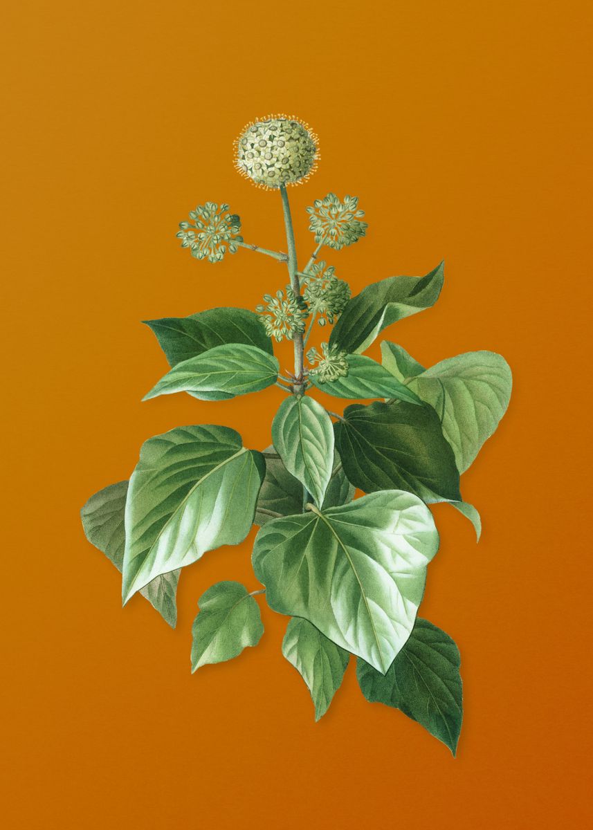'Vintage Common Ivy Flower' Poster by Holy Rock Design | Displate