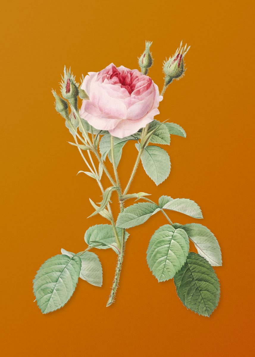 'Vintage Double Moss Rose' Poster by Holy Rock Design | Displate