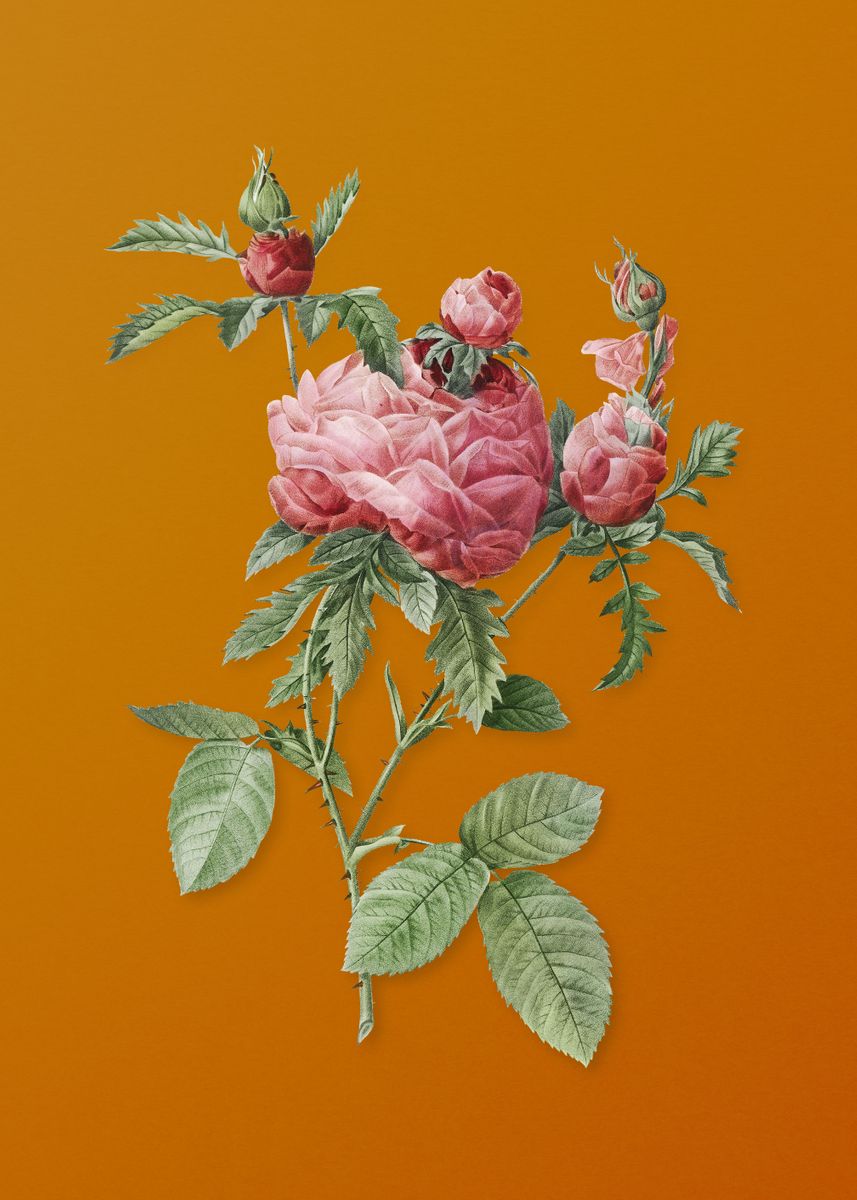 'Vintage Cabbage Rose' Poster by Holy Rock Design | Displate