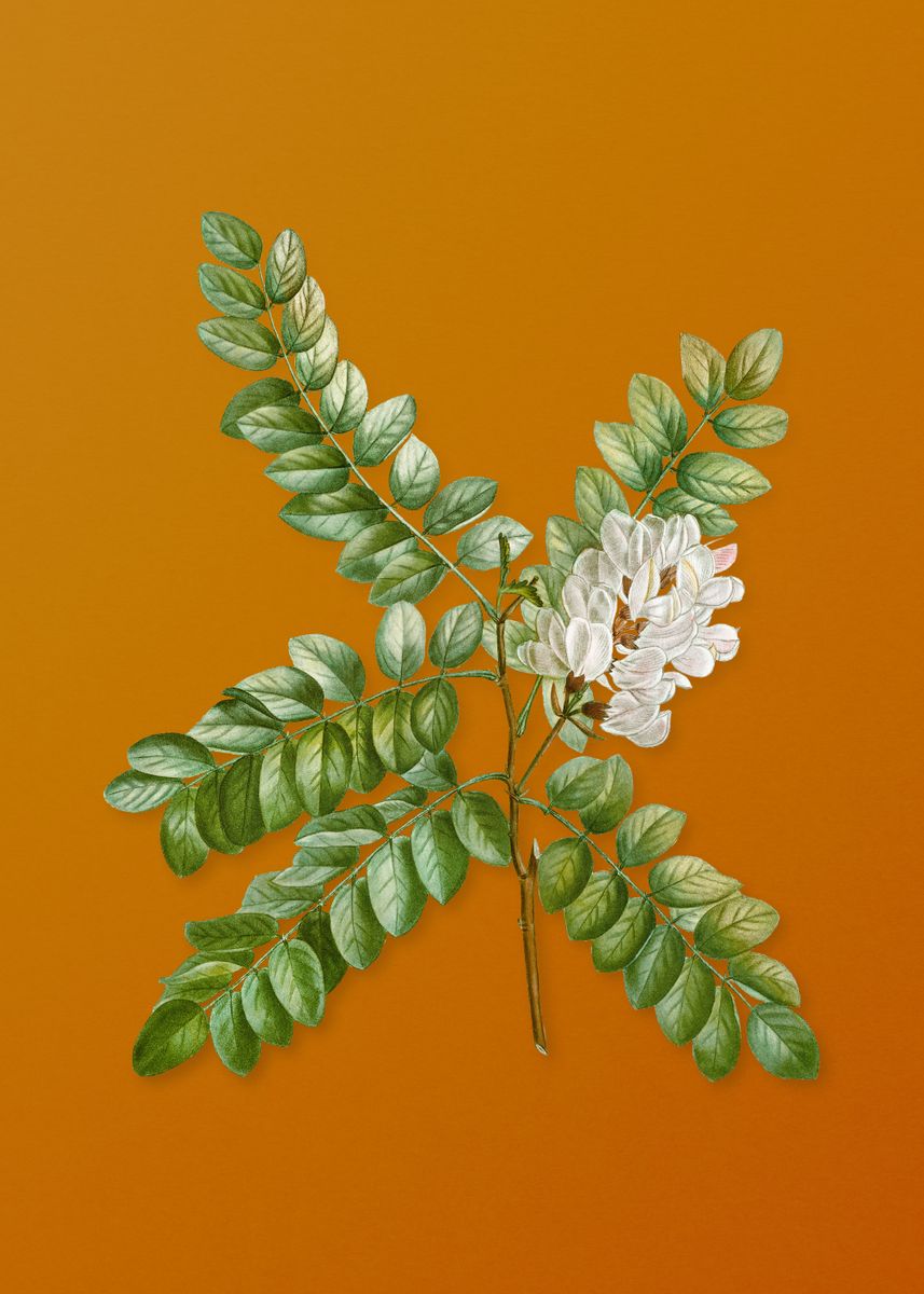 'Vintage Clammy Locust' Poster, picture, metal print, paint by Holy ...