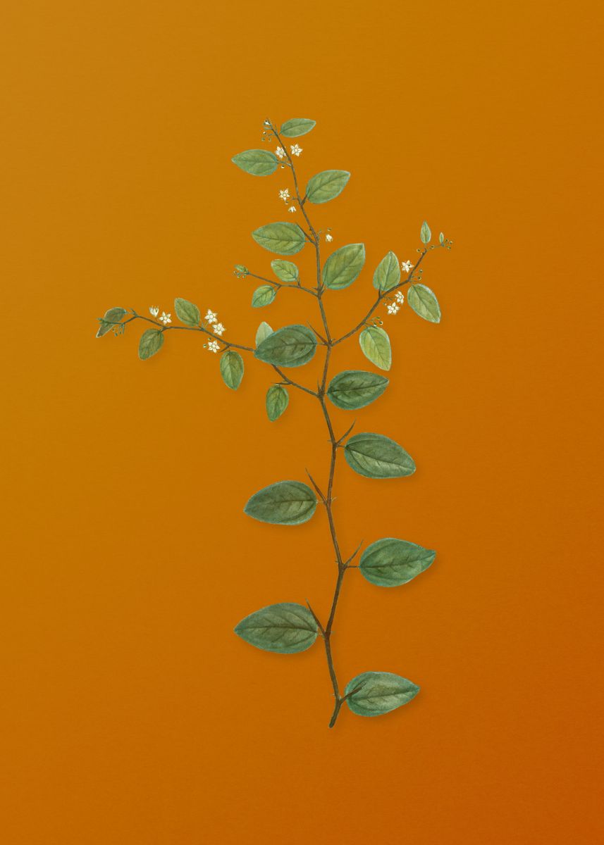 'Vintage Christs Thorn' Poster by Holy Rock Design | Displate