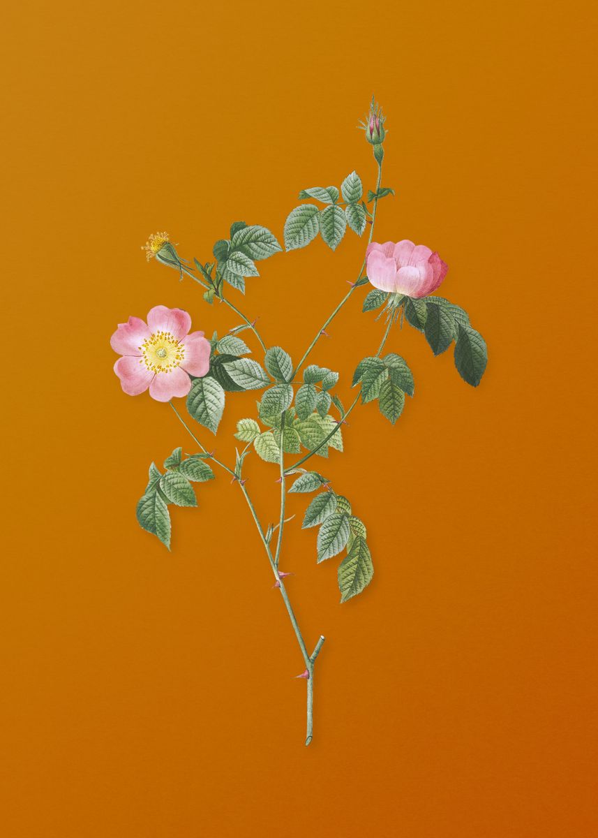 'Pink Austrian Copper Rose' Poster by Holy Rock Design | Displate