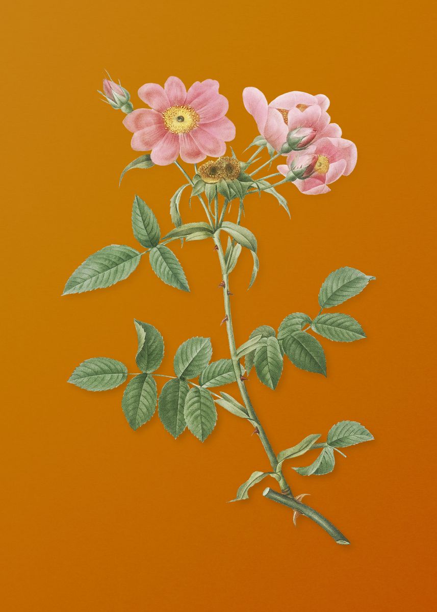 'Lady Monson Rose Bloom' Poster, picture, metal print, paint by Holy ...