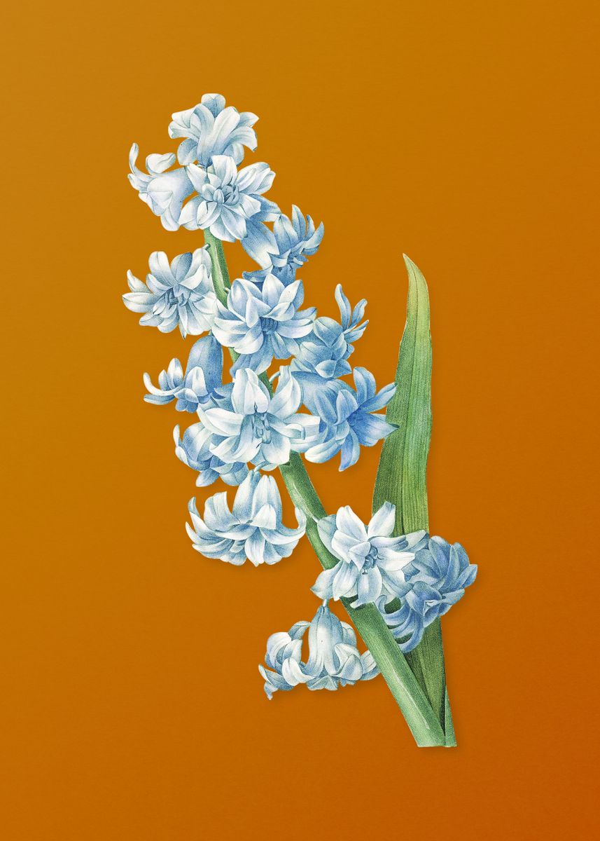 'Vintage Oriental Hyacinth' Poster, picture, metal print, paint by Holy ...