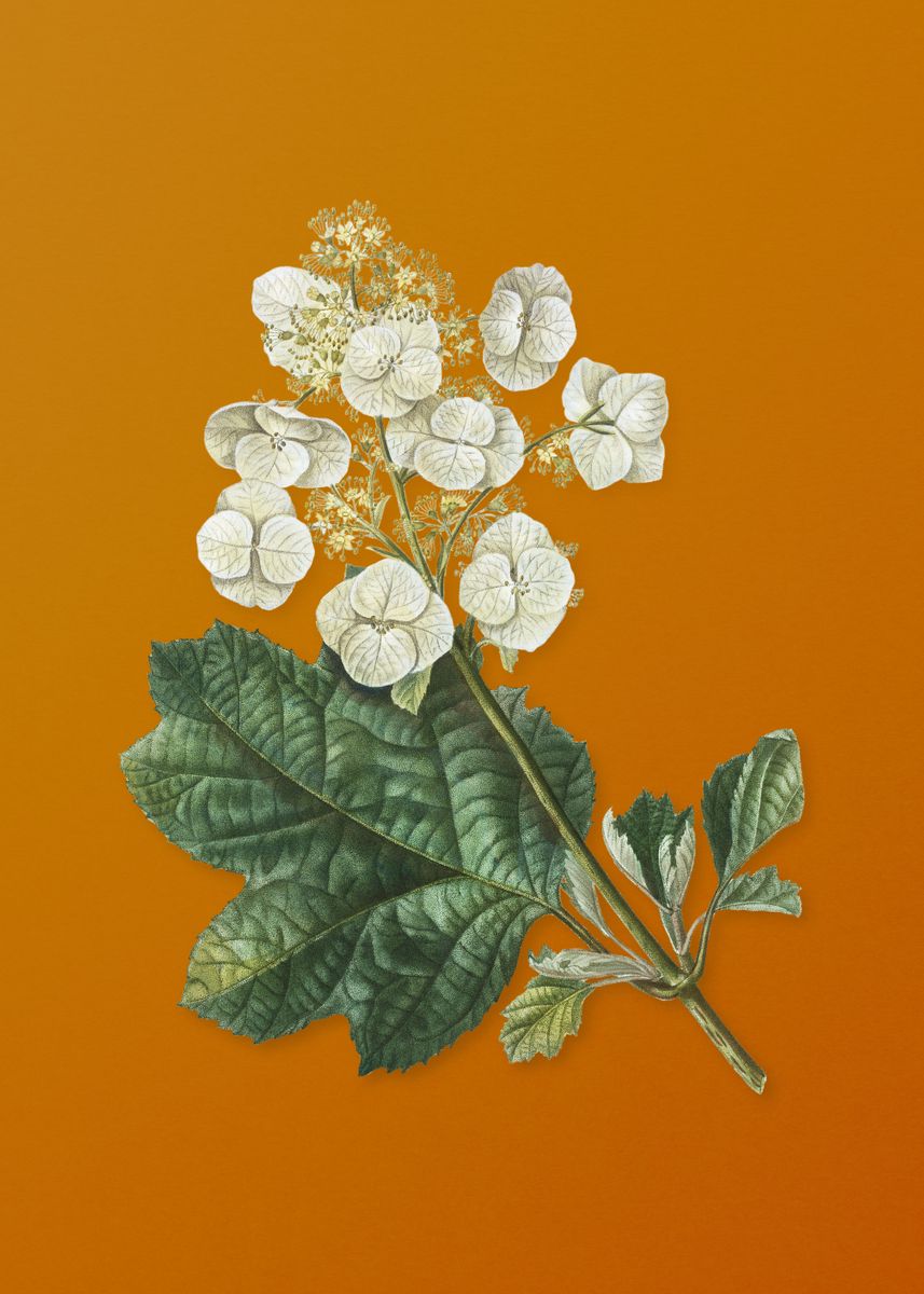 'Vintage Oakleaf Hydrangea' Poster, picture, metal print, paint by Holy ...