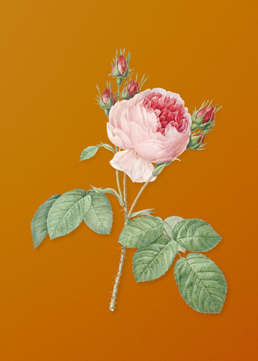 'Vintage Pink Cabbage Rose' Poster by Holy Rock Design | Displate