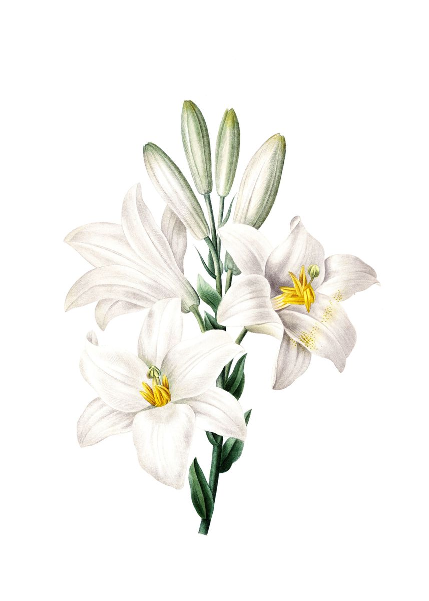 'White Lilly' Poster, picture, metal print, paint by Fairy Nature ...