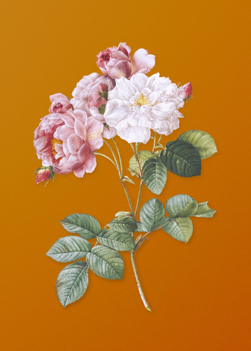 'Vintage Pink Damask Rose' Poster by Holy Rock Design | Displate