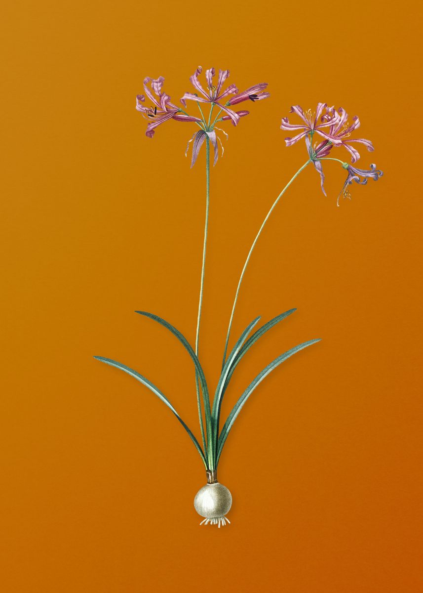 'Vintage Nerine Flower' Poster, picture, metal print, paint by Holy ...