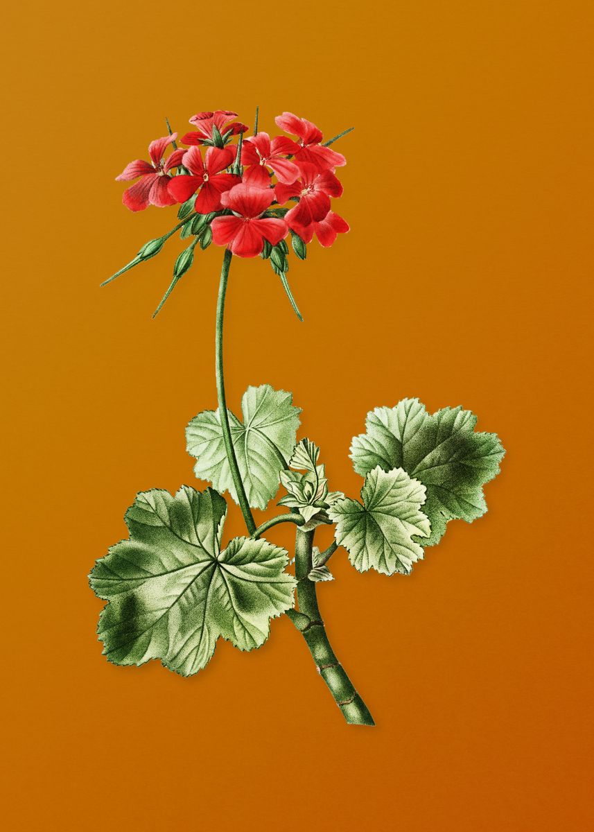'Vintage Scarlet Geranium' Poster, picture, metal print, paint by Holy ...