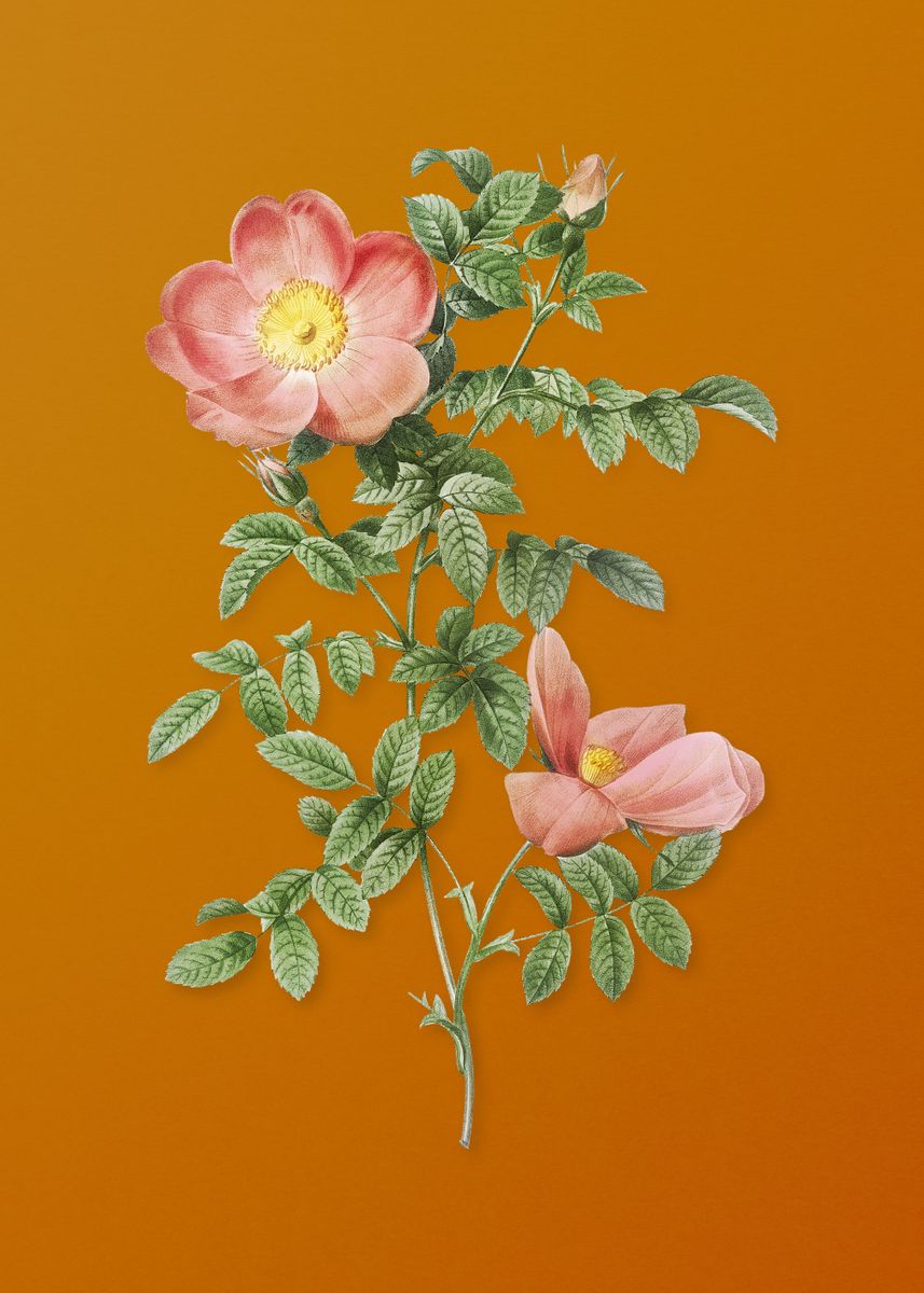 'Red Sweetbriar Rose Flower' Poster by Holy Rock Design | Displate