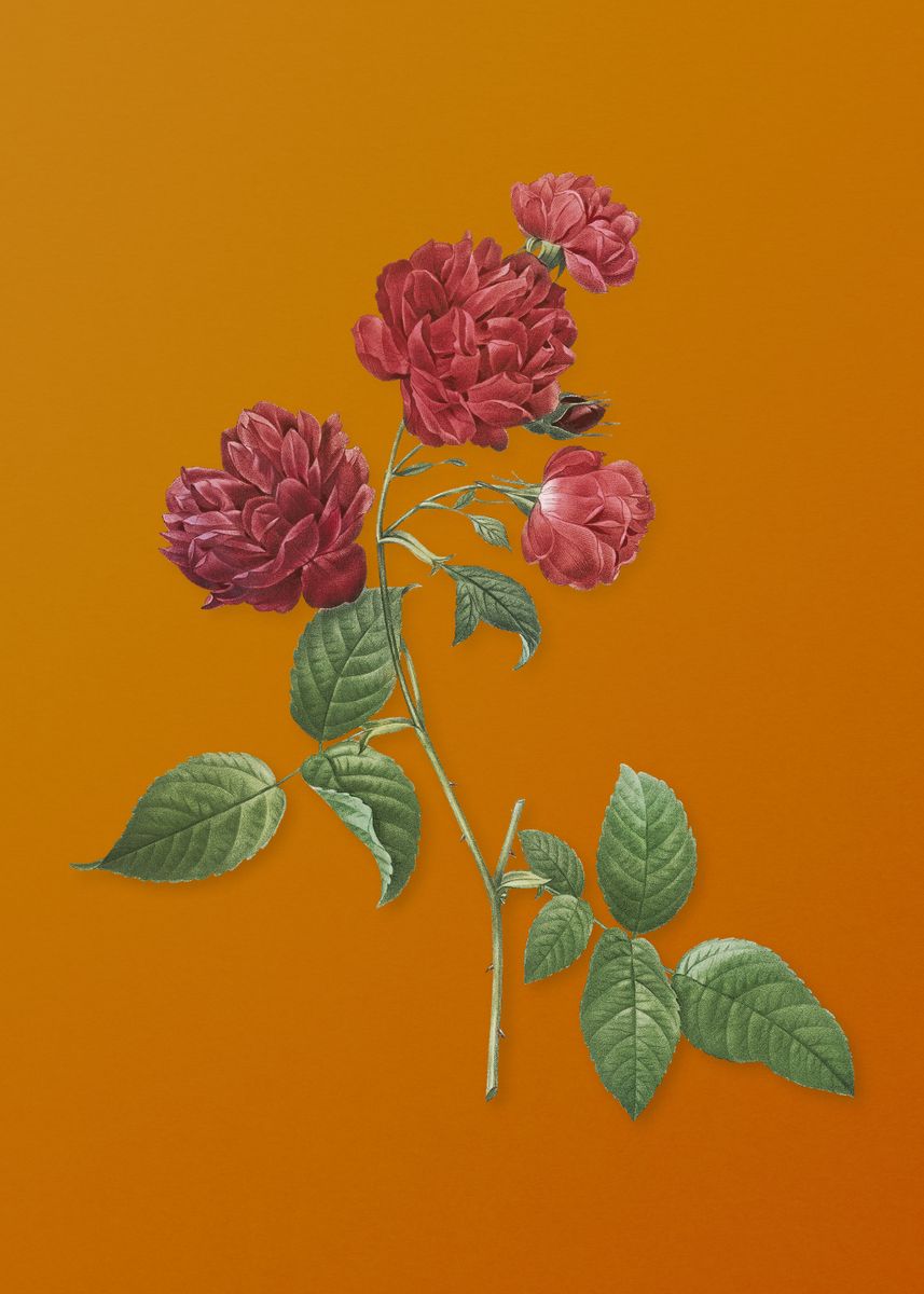 'Red Cabbage Rose in Bloom' Poster, picture, metal print, paint by Holy ...