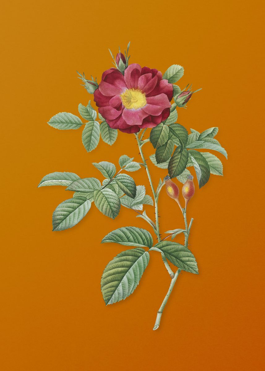 'Vintage Red Portland Rose' Poster, picture, metal print, paint by Holy ...