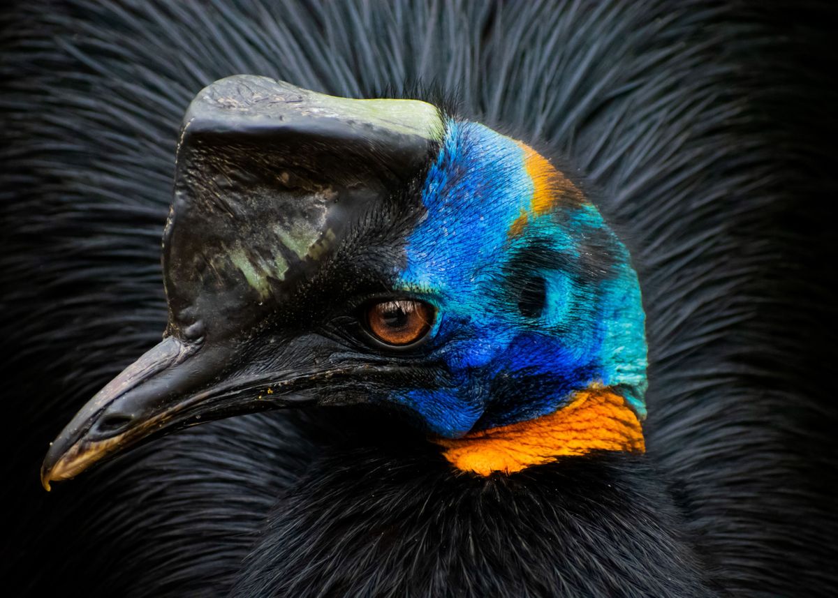 'Cassowary' Poster by Steven van Horick | Displate