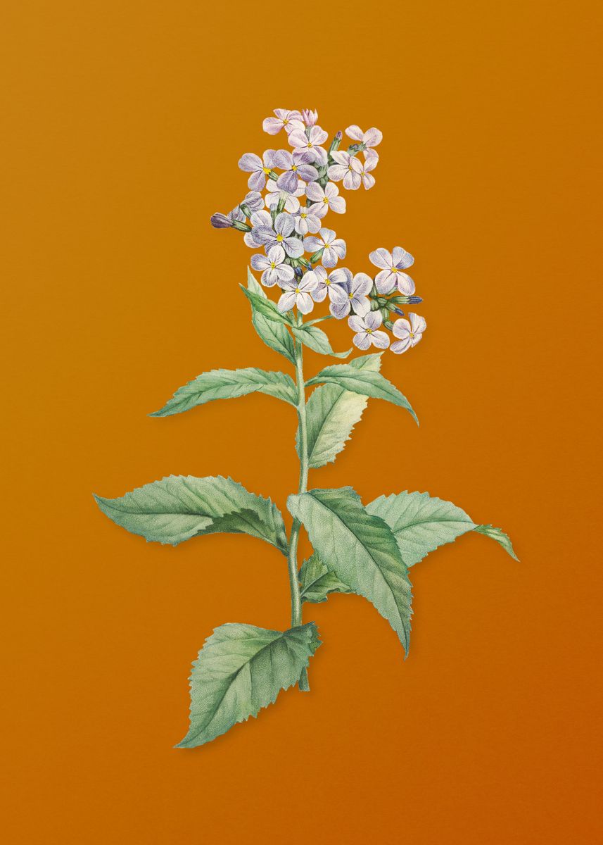 'White Gillyflower Bloom' Poster by Holy Rock Design | Displate