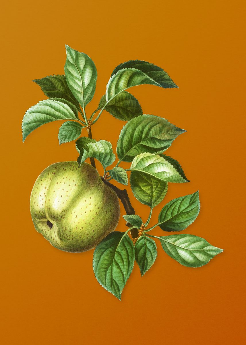 'Vintage Apple Fruit' Poster by Holy Rock Design | Displate