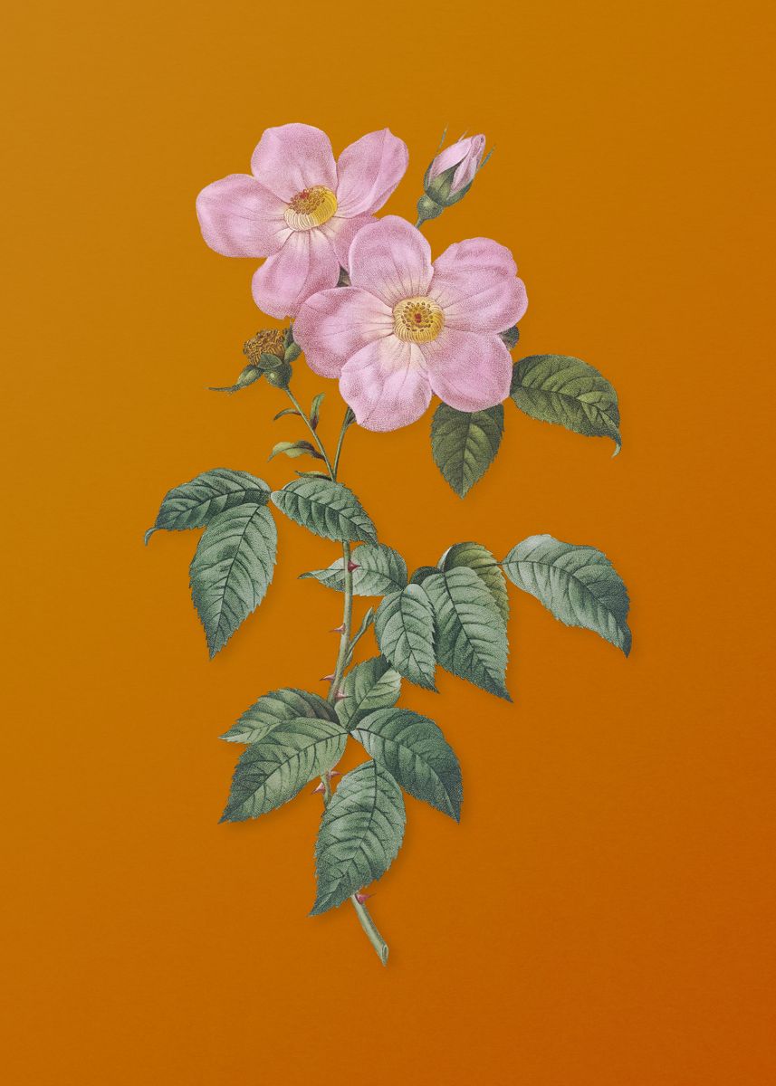 'Tea Scented Roses Bloom' Poster, picture, metal print, paint by Holy ...