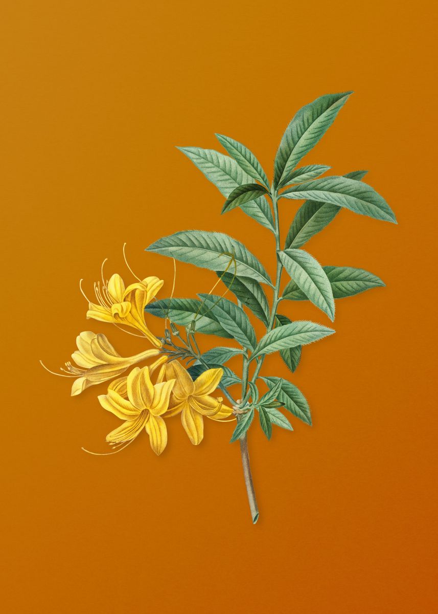 'Vintage Yellow Azalea' Poster, picture, metal print, paint by Holy ...