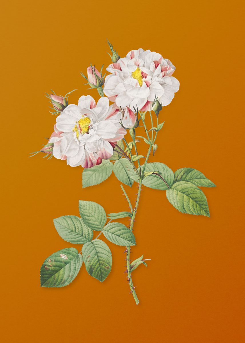 'Vintage White Damask Rose' Poster by Holy Rock Design | Displate