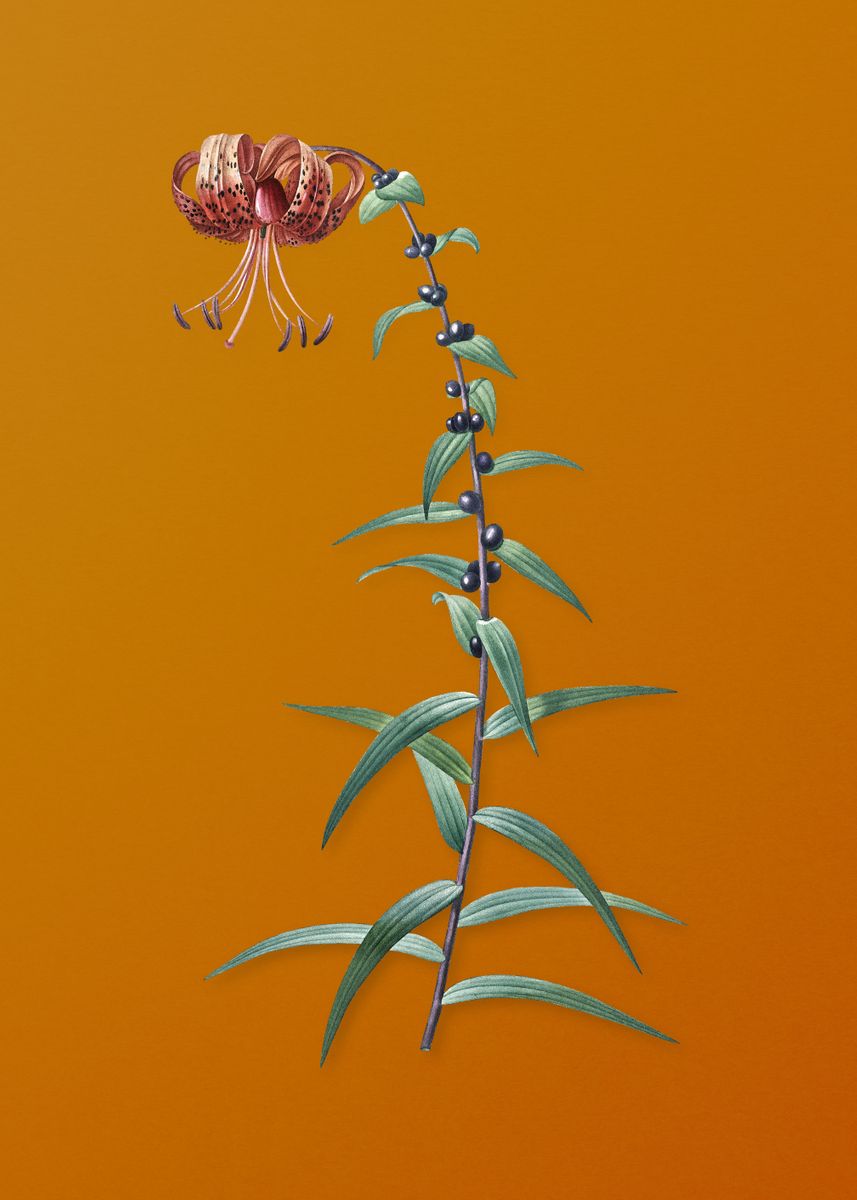 'Vintage Tiger Lily Flower' Poster, picture, metal print, paint by Holy ...