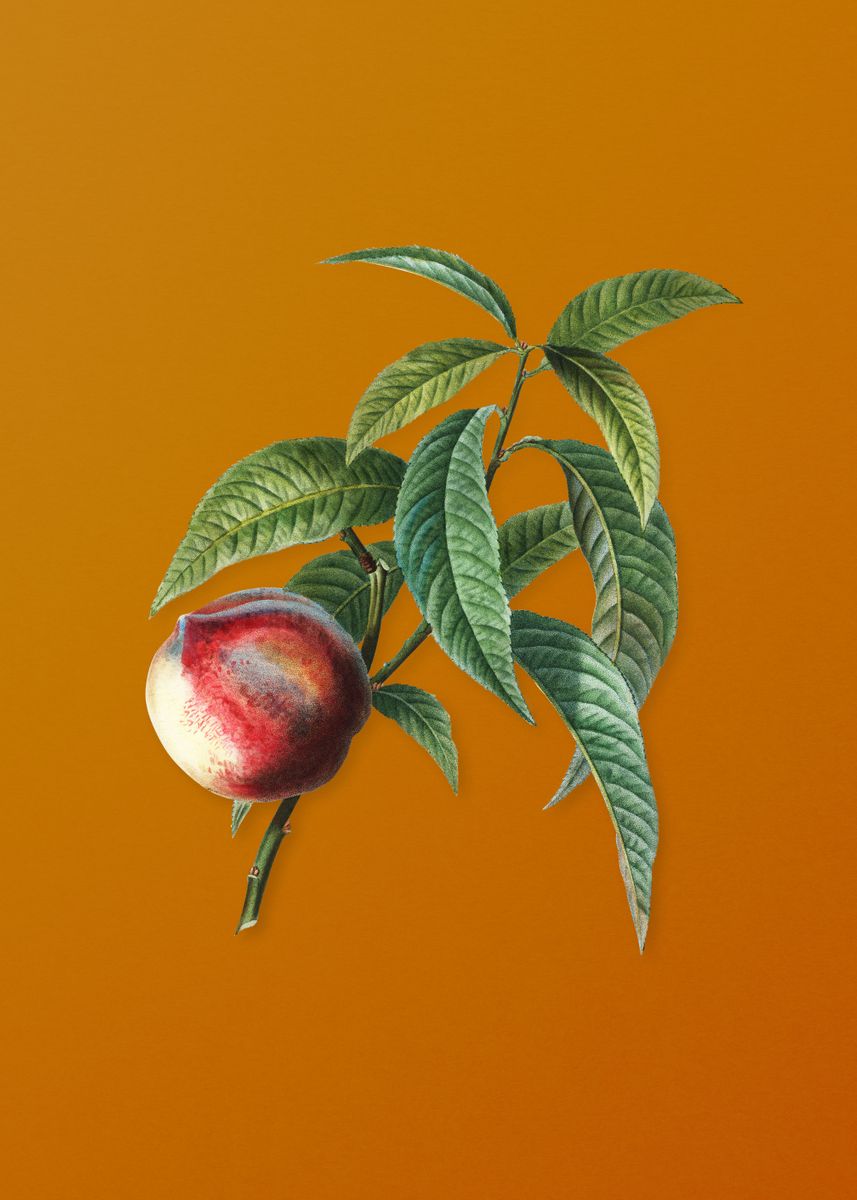 'Vintage Peach Fruit' Poster, picture, metal print, paint by Holy Rock ...