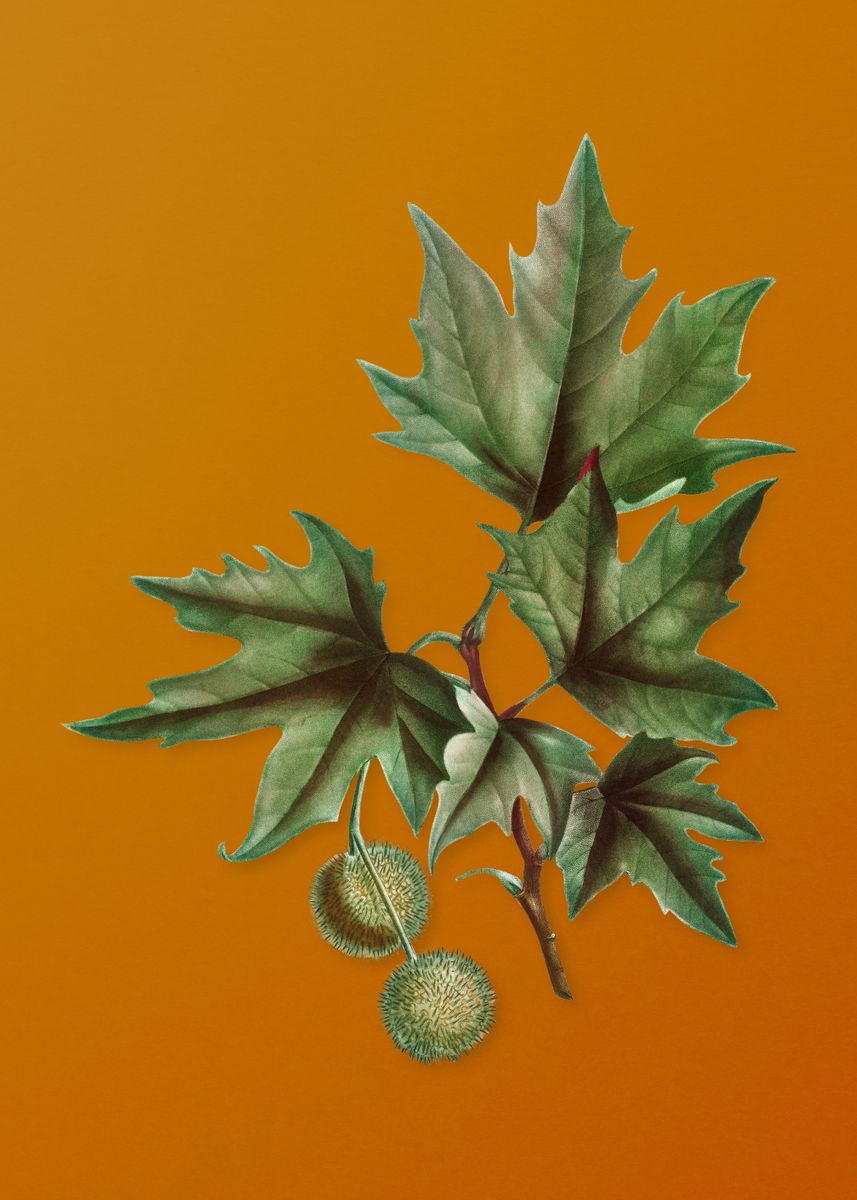 'Vintage Old World Sycamore' Poster, picture, metal print, paint by ...