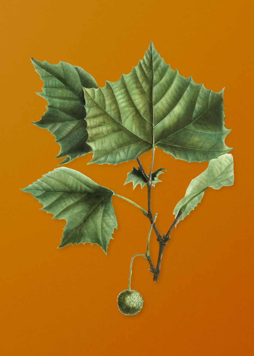 'Vintage American Sycamore' Poster by Holy Rock Design | Displate