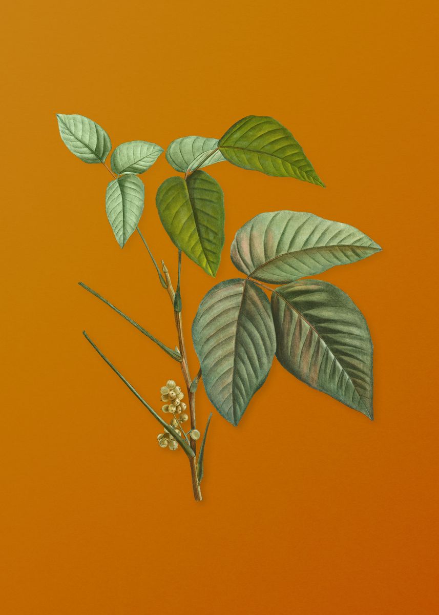 'Vintage Eastern Poison Ivy' Poster by Holy Rock Design | Displate