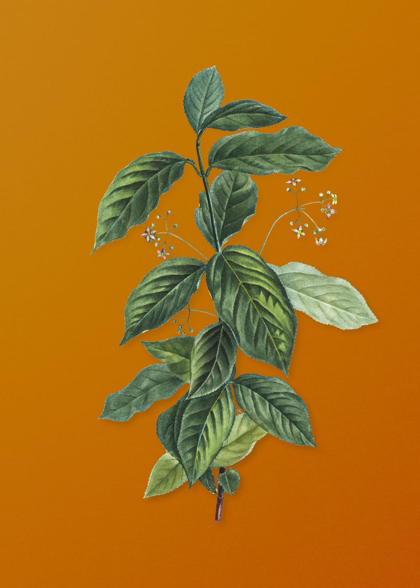 'Vintage Broadleaf Spindle' Poster, picture, metal print, paint by Holy ...