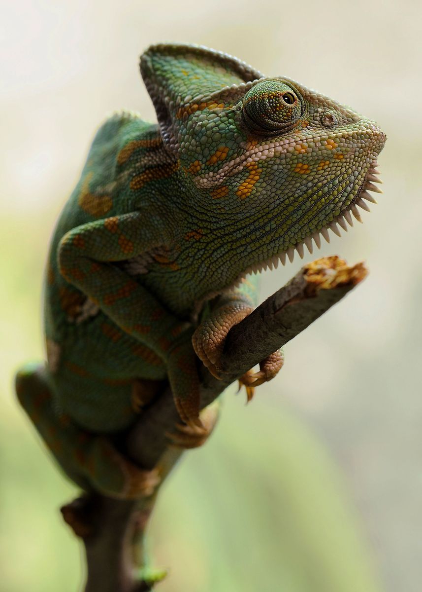 'Chameleons' Poster, picture, metal print, paint by Dmitry Belov | Displate