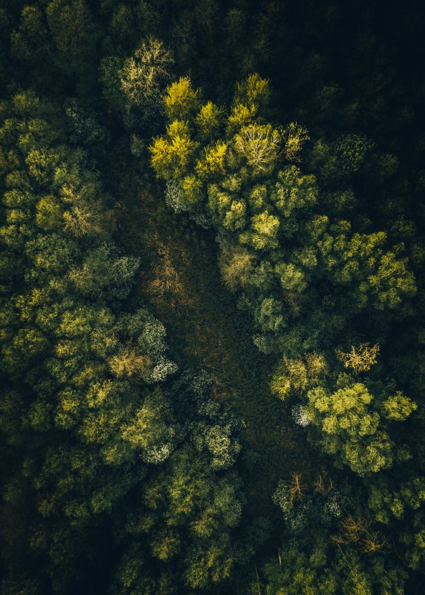 'Meadow in the forest' Poster by Adam Stolarczyk | Displate